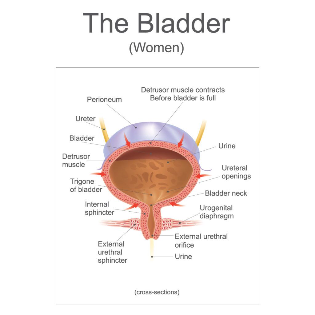prolapsed bladder causes